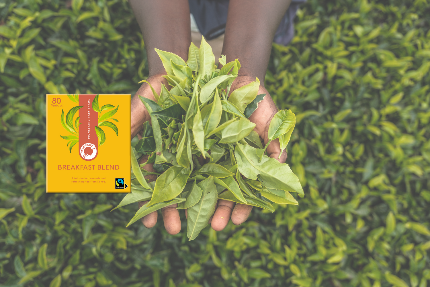 TRUE ORIGIN WHOLESALE – True Origin Wholesale